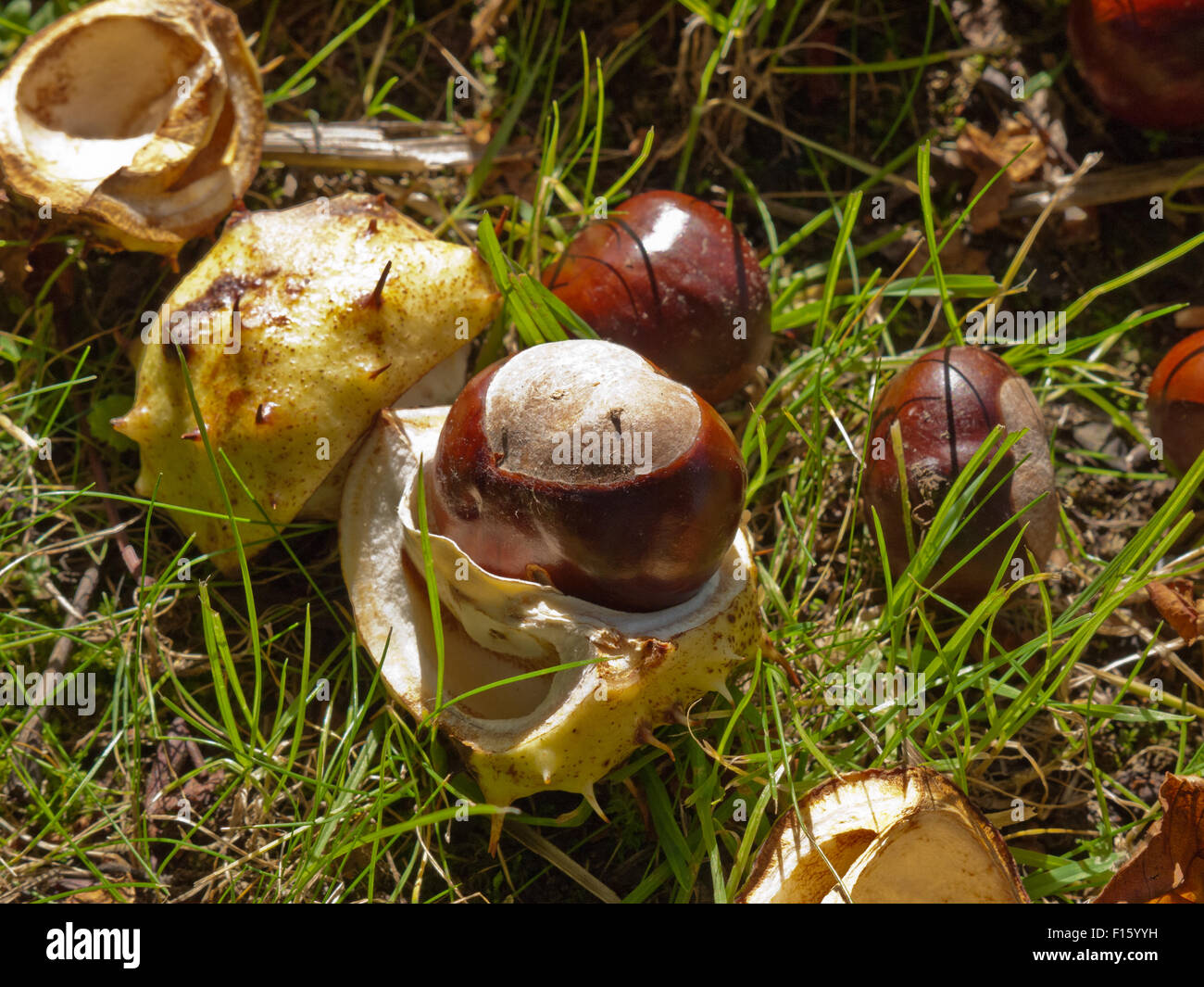 A selection of fallen conkers and shells from the Horse-Chestnut tree ...