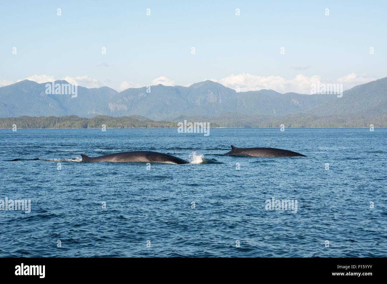 Bc mammals hi-res stock photography and images - Alamy