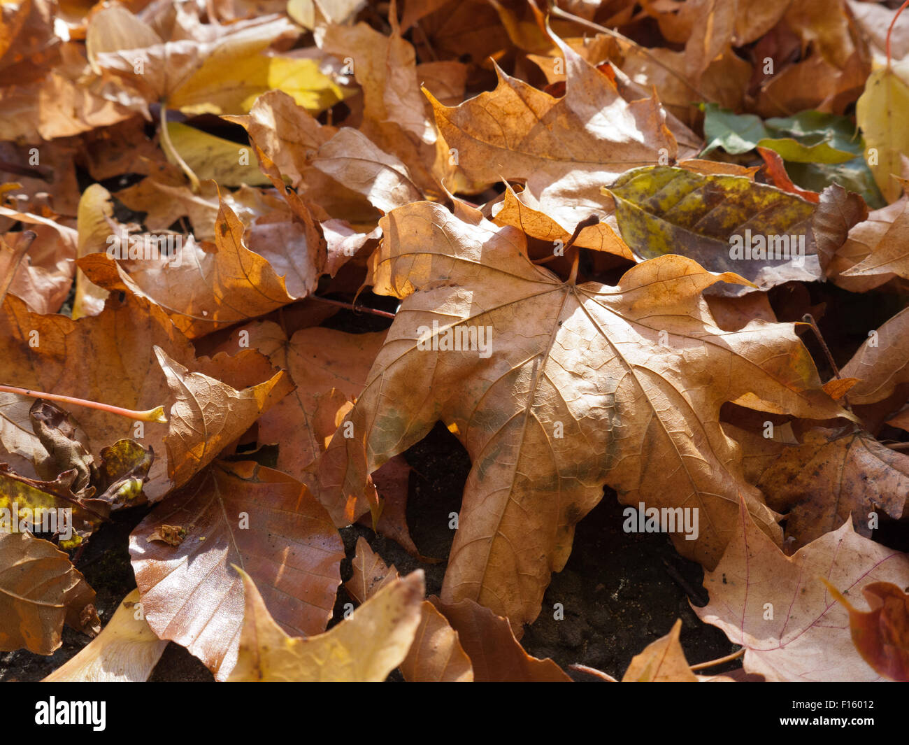 Sycamore Tree Leaves High Resolution Stock Photography and Images - Alamy