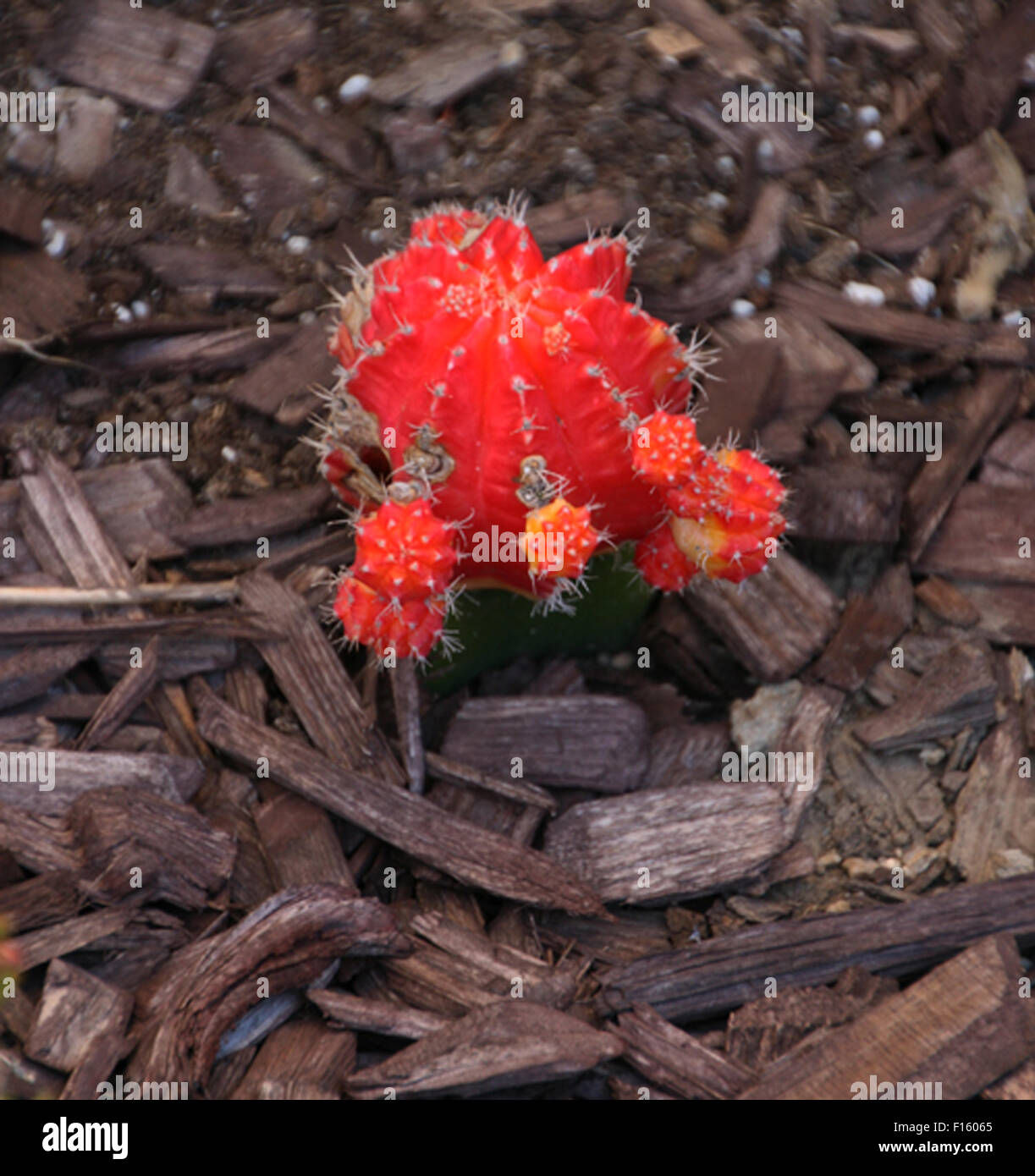 Grafted Cactus Stock Photos & Grafted Cactus Stock Images - Alamy