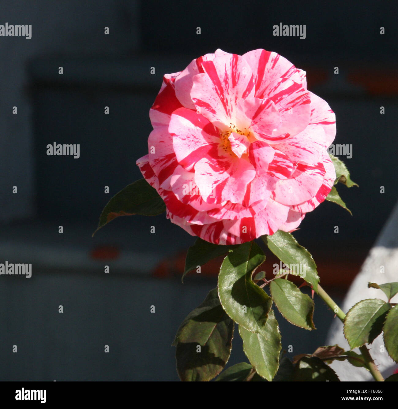 Red & White Stripes Stock Photo - Alamy