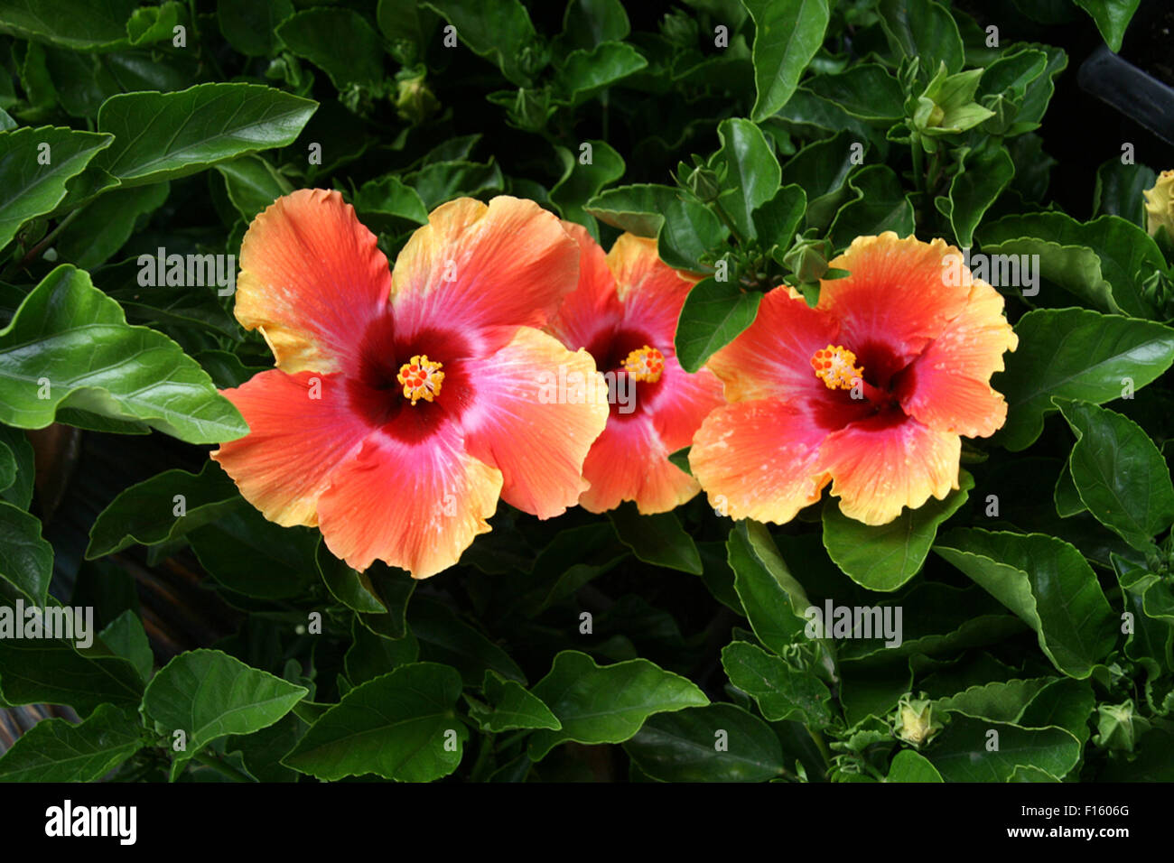Spin the Bottle Hibiscus Flowers Stock Photo - Alamy