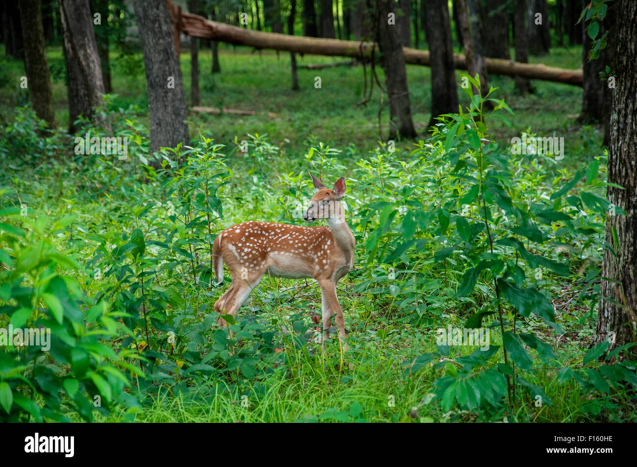 Fawn alone in forest Stock Photo - Alamy