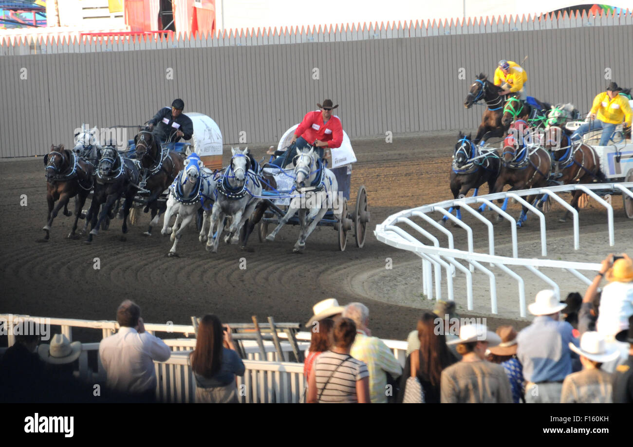 Calgary Stampede 2015 chuckwagon racing Stock Photo - Alamy