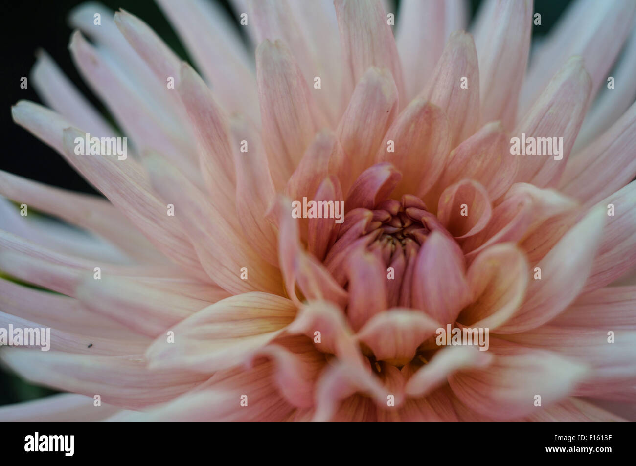 Peach dahlia hi-res stock photography and images - Alamy