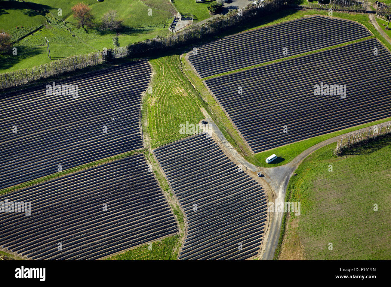 Strawberry fields, Coatesville, North Auckland, North Island, New ...