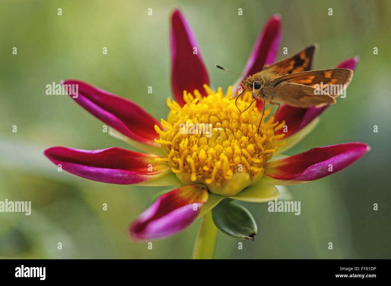 Skipper moth on a single petaled pink dahlia Stock Photo - Alamy