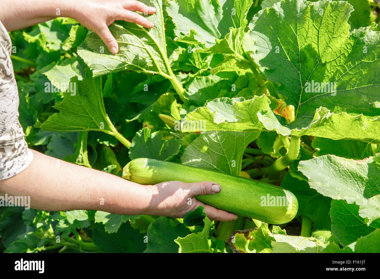 Female hands holding big marrow squash outdoors Stock Photo - Alamy