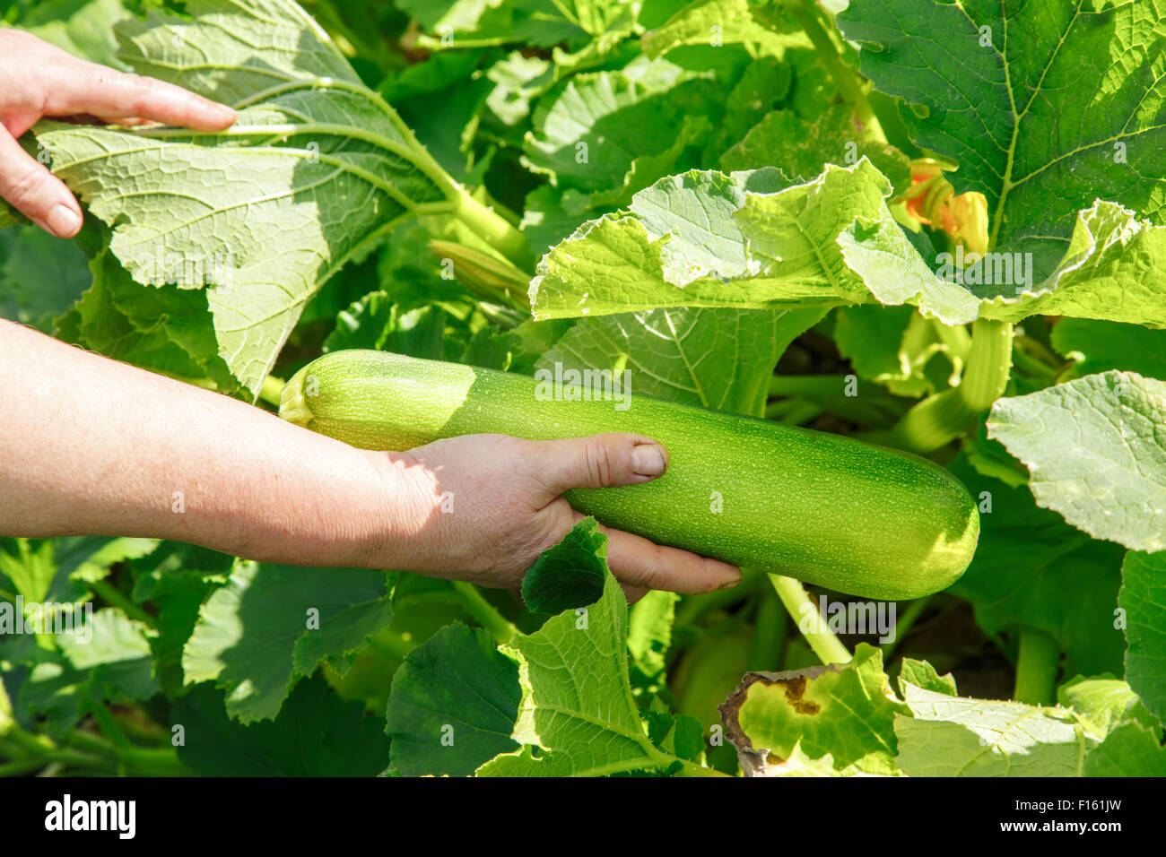 Female hands holding big marrow squash outdoors Stock Photo - Alamy