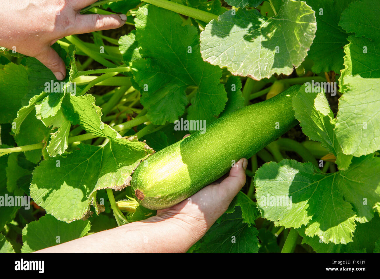 Female hands holding big marrow squash outdoors Stock Photo - Alamy
