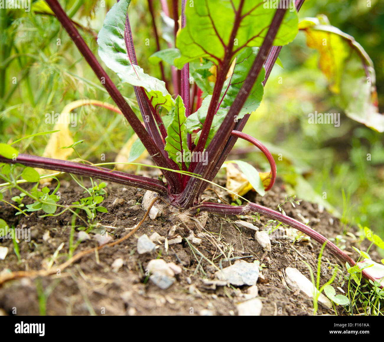 Growing beetroot in a vegetable garden closeup Stock Photo - Alamy
