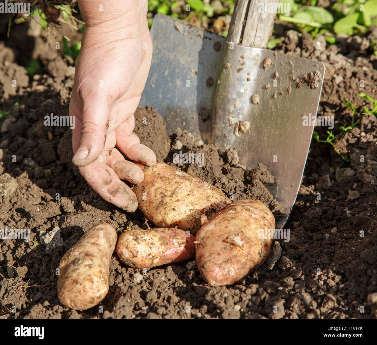Digging up fresh potatoes with shovel outdoors Stock Photo - Alamy