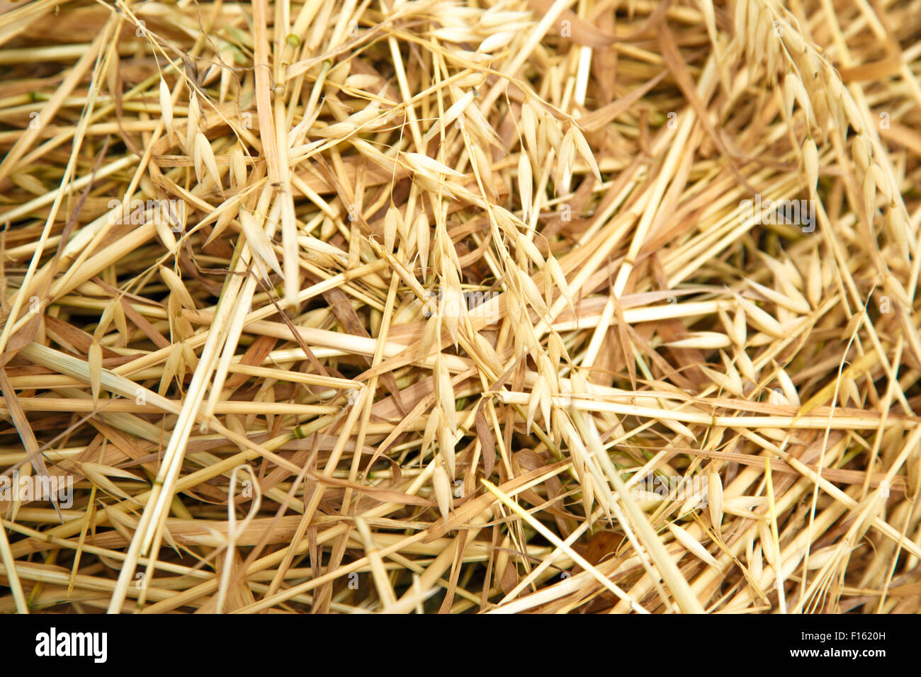 Hay straw in the field as background closeup Stock Photo - Alamy