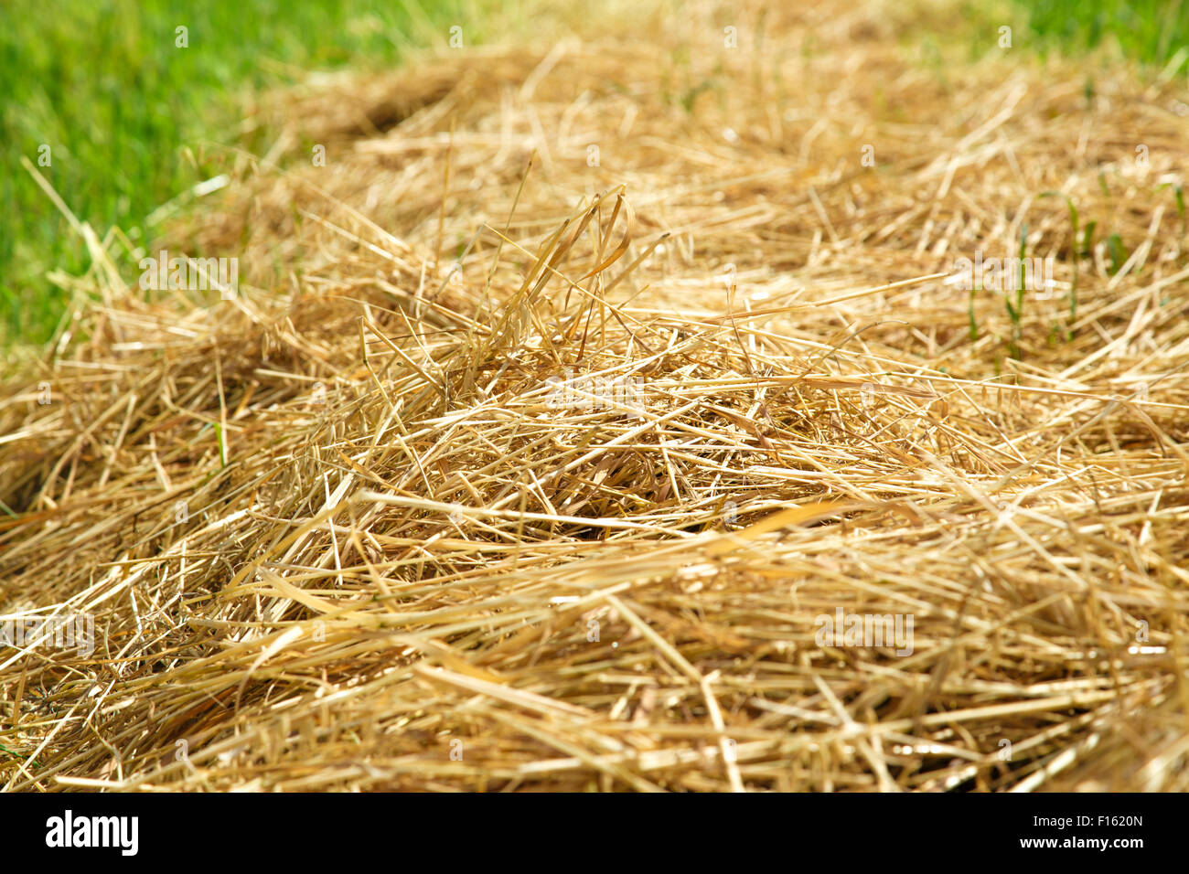 Hay straw in the field as background closeup Stock Photo - Alamy