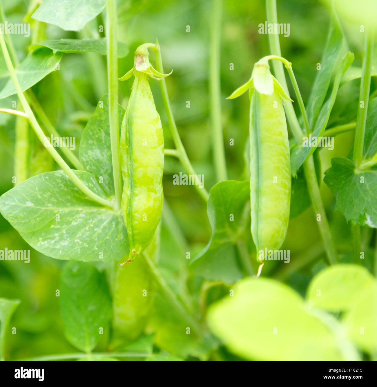 Pea pod close up hi-res stock photography and images - Alamy