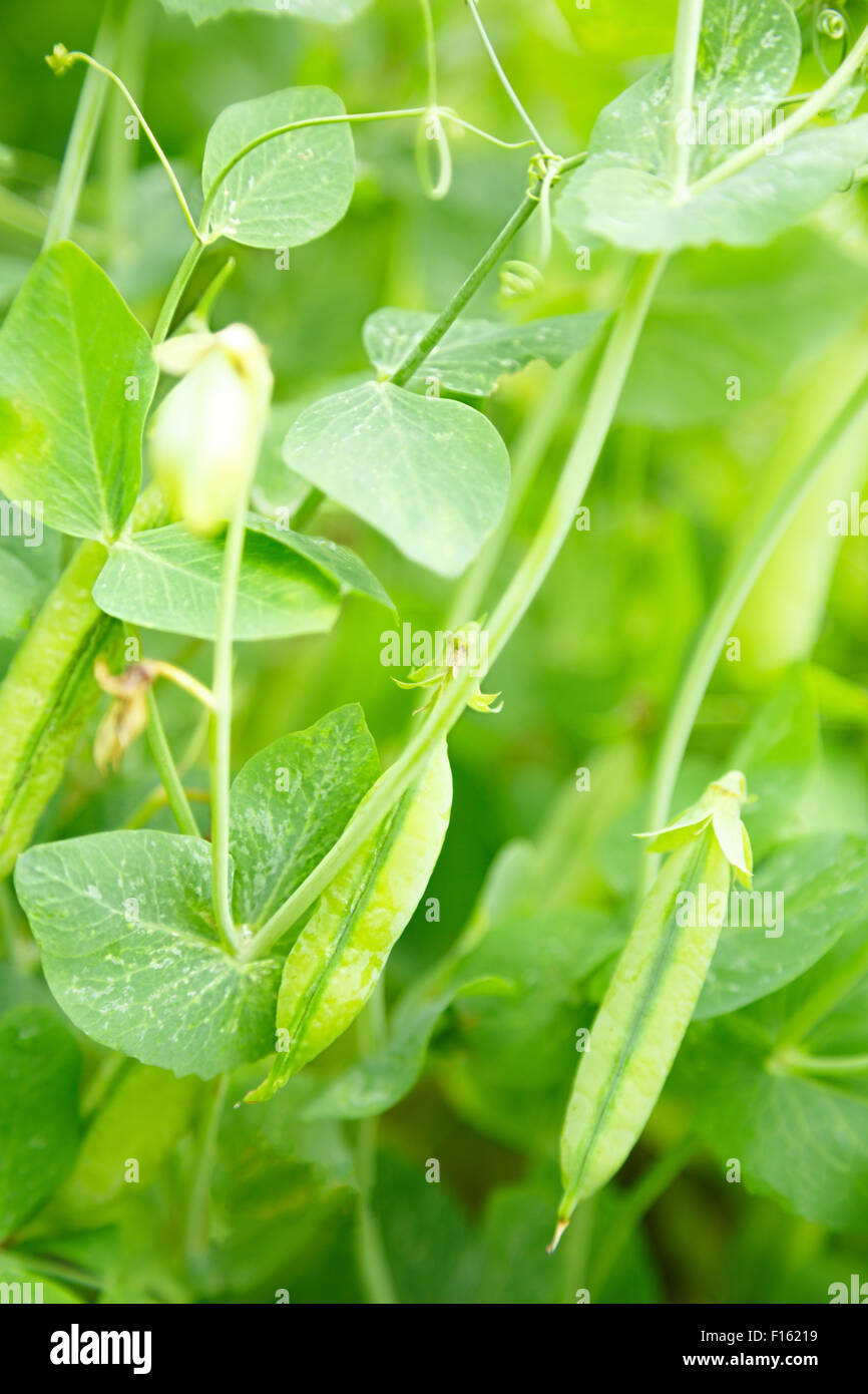 Pea pod plant hi-res stock photography and images - Alamy
