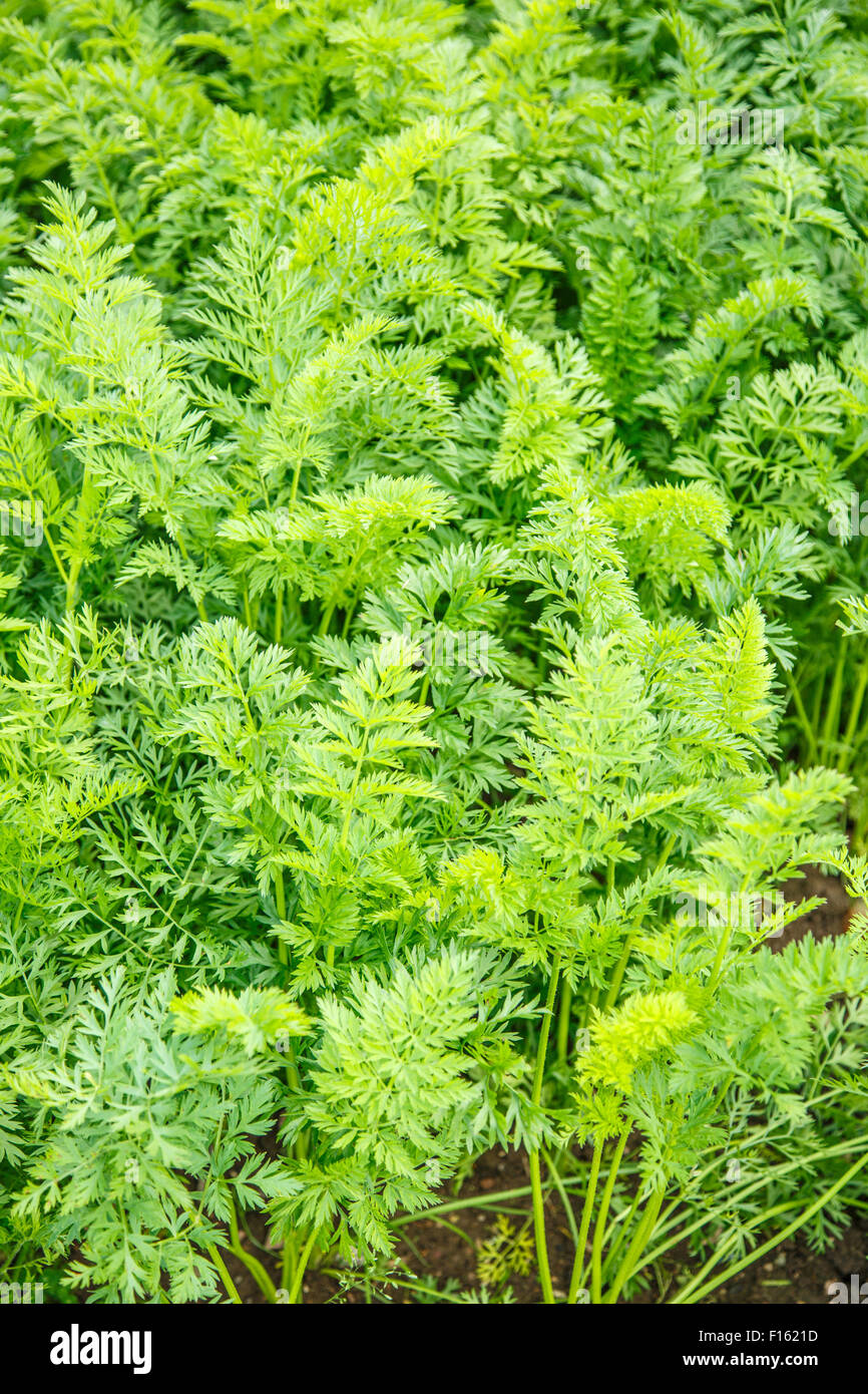 Green field of growing carrot tops as background Stock Photo - Alamy