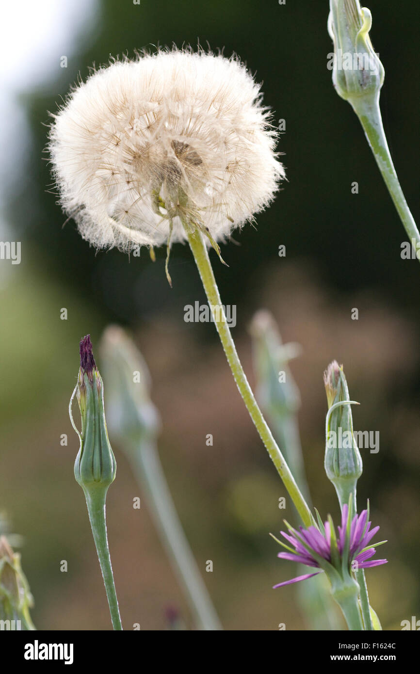 Dandylion hi-res stock photography and images - Alamy