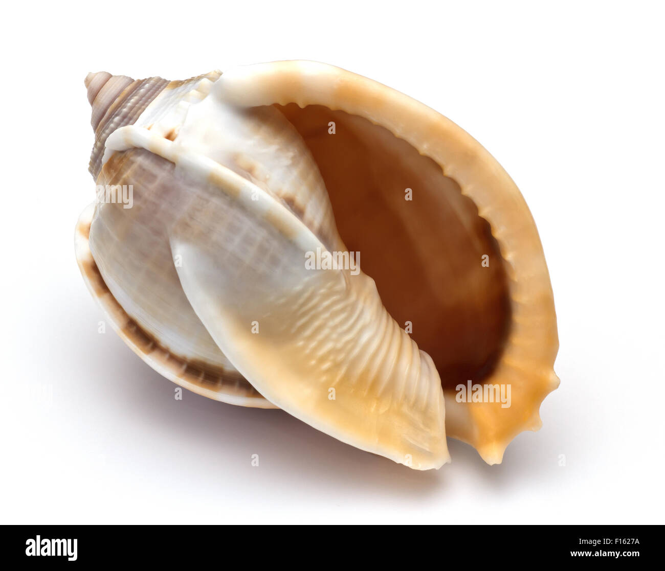 Sea shell on white background Stock Photo - Alamy