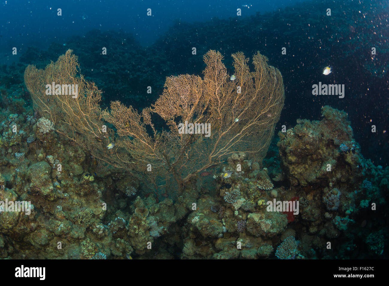 Fan coral reef fish hi-res stock photography and images - Alamy