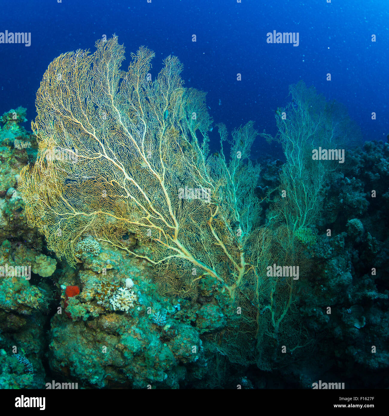Coral reef giant gorgonian sea hi-res stock photography and images - Alamy