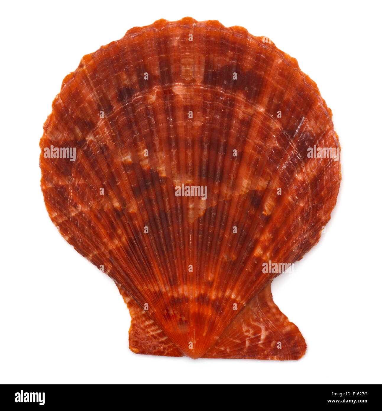 Wonder shell Cut Out Stock Images & Pictures - Alamy
