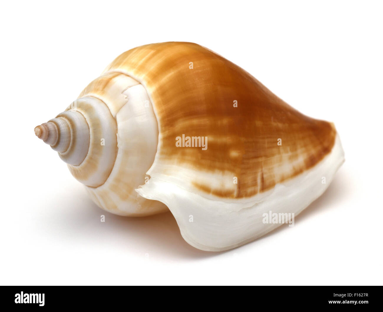 Sea shell on white background Stock Photo - Alamy