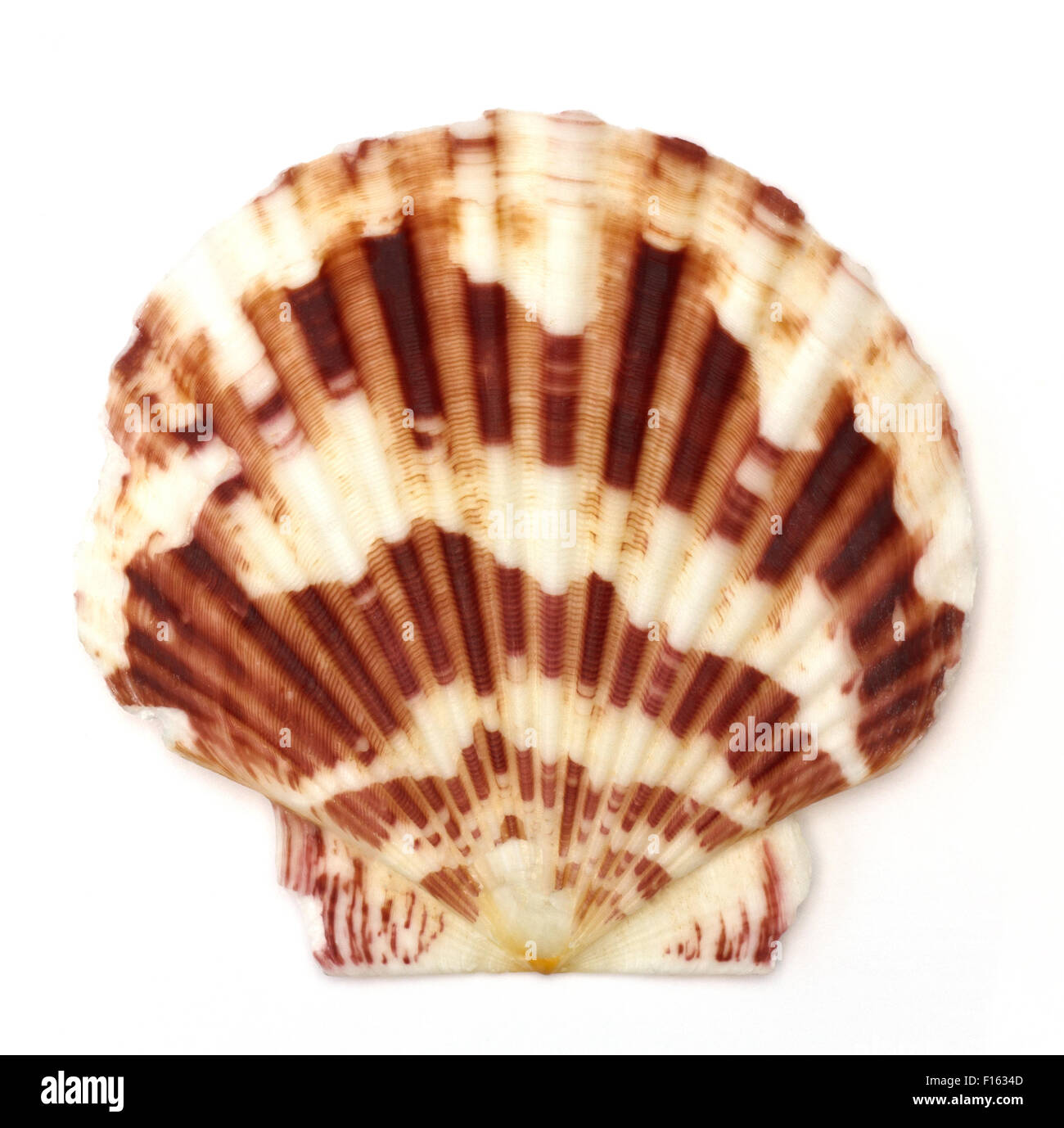 Sea shell on white background Stock Photo - Alamy