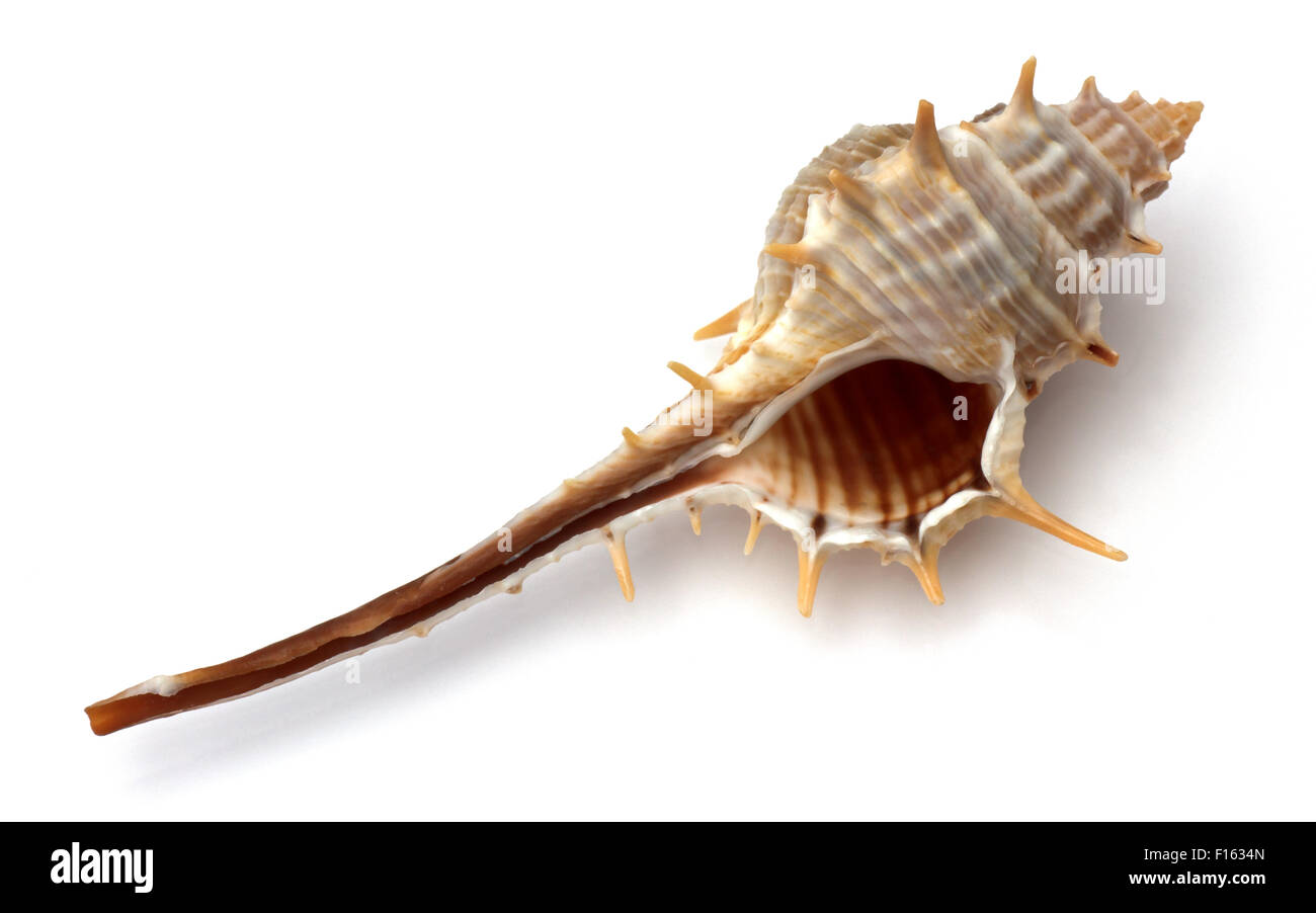 Sea shell on white background Stock Photo - Alamy