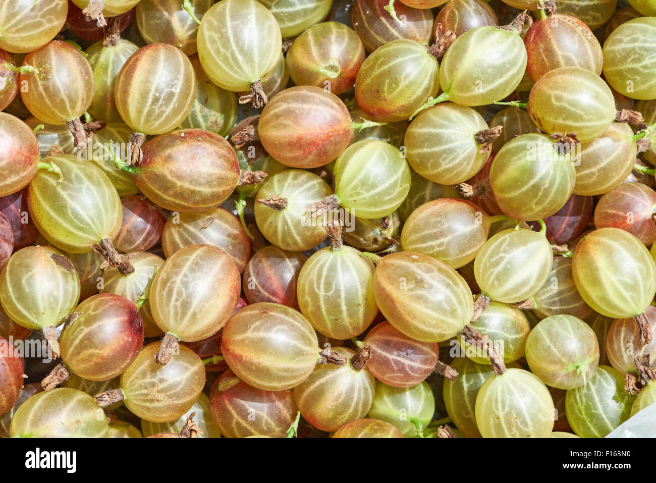 Ripe juicy gooseberry close hi-res stock photography and images - Alamy