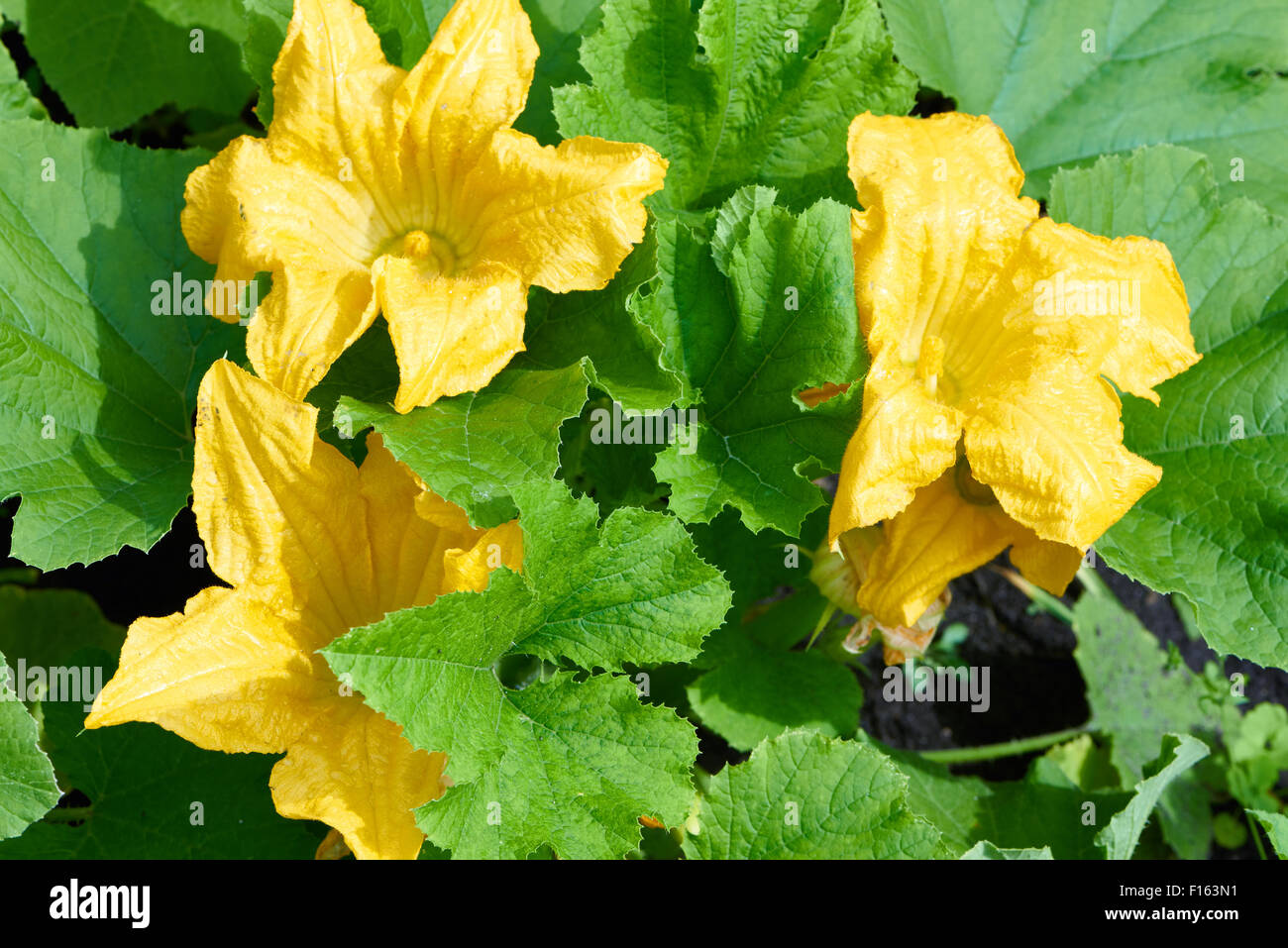 Flowering zucchini in the garden Stock Photo - Alamy