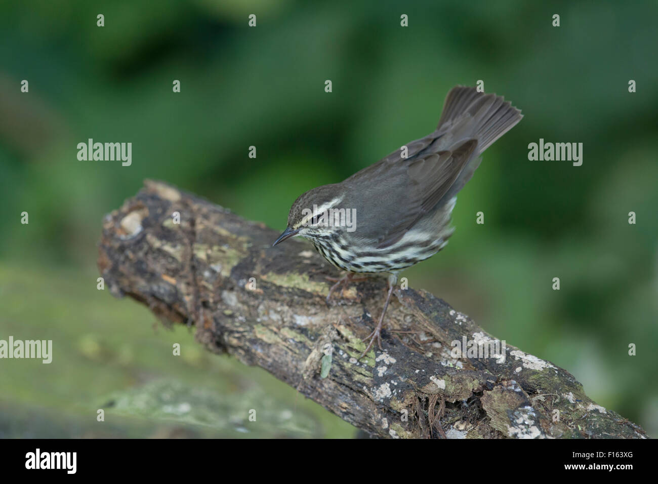 Northern water thrush hi-res stock photography and images - Alamy