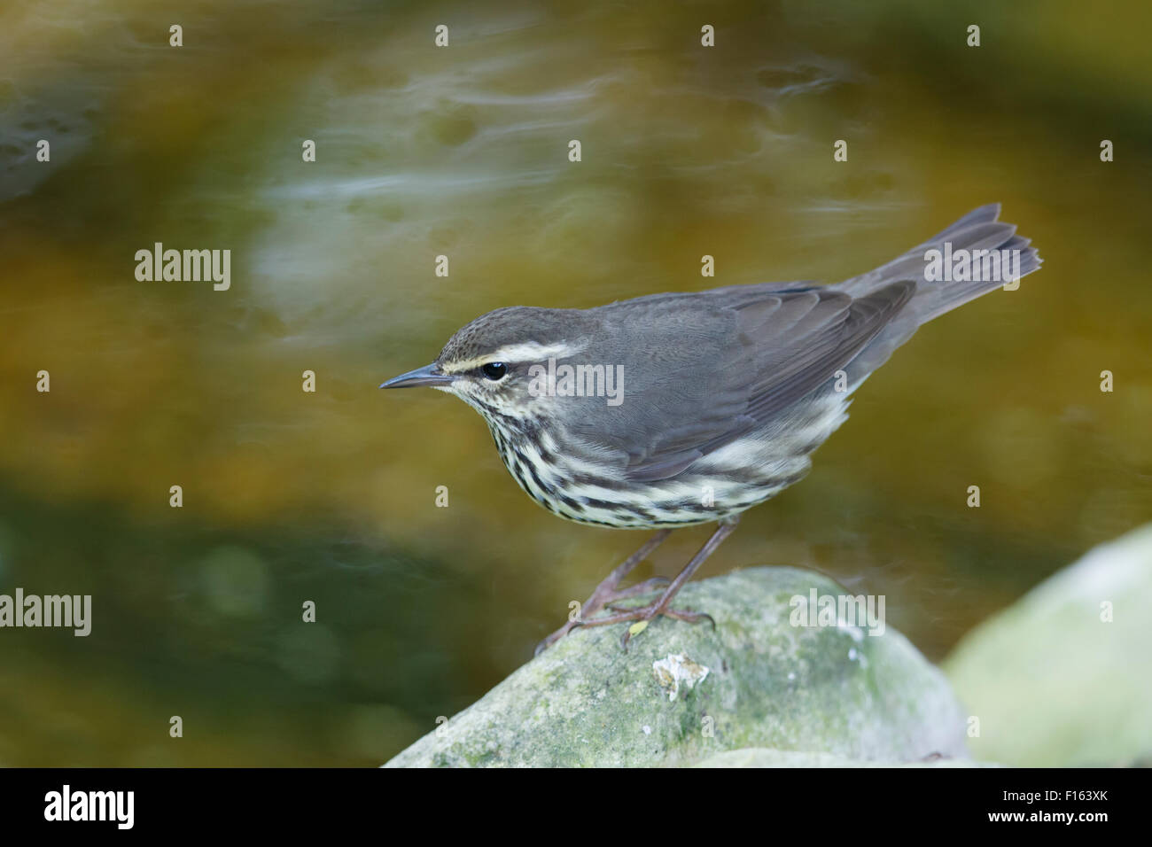Northern water thrush hi-res stock photography and images - Alamy