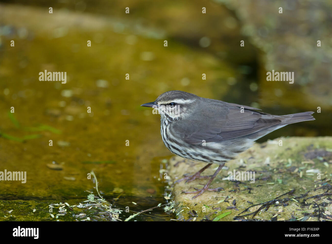 Northern water thrush hi-res stock photography and images - Alamy