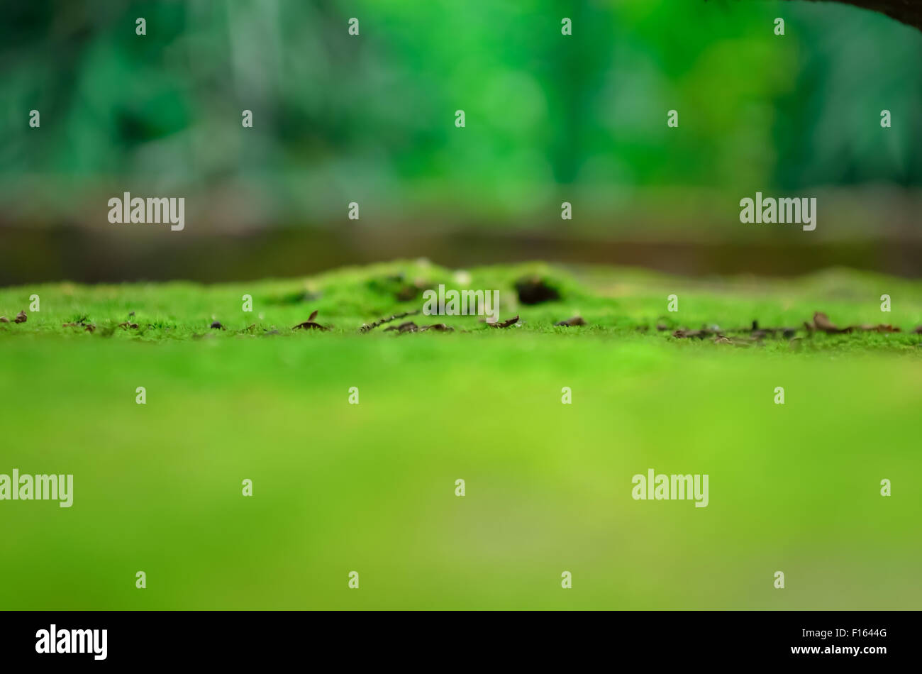Moss on wall Stock Photo - Alamy