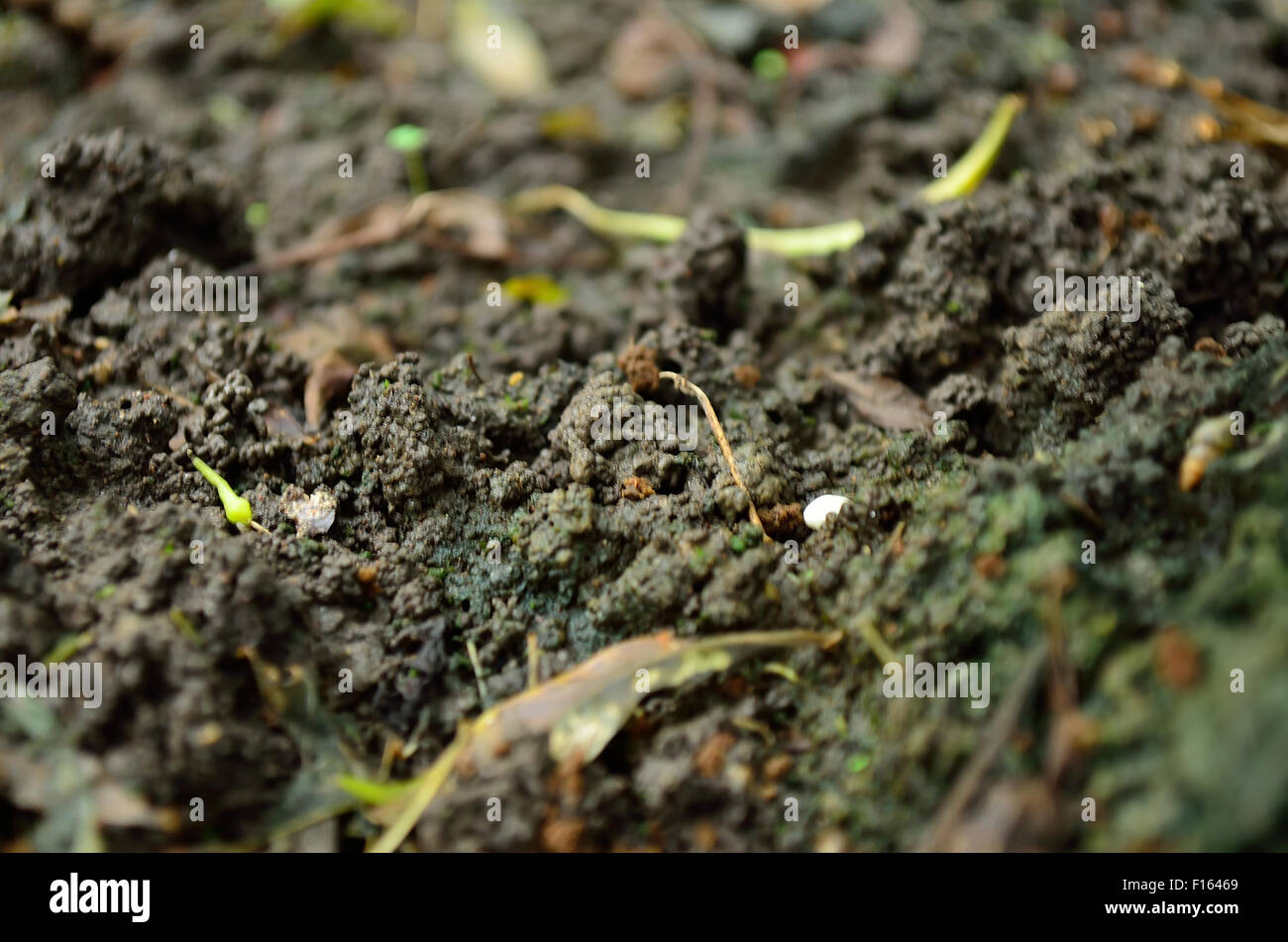 Close-up of soil background Stock Photo - Alamy