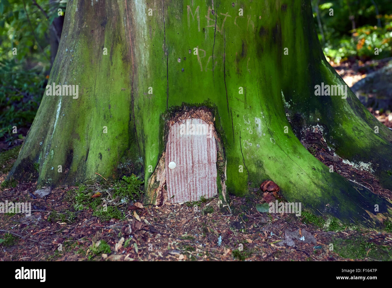 secret miniature door on tree Stock Photo - Alamy