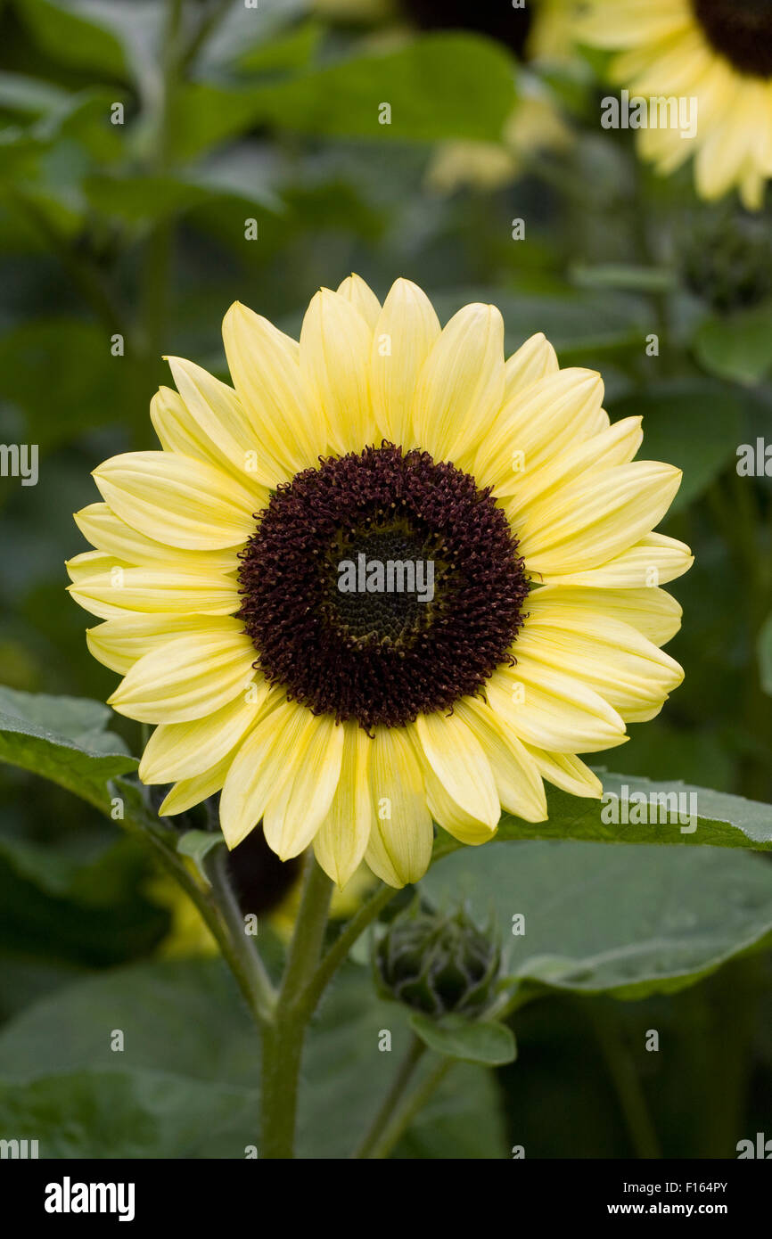 Helianthus annuus sonja sunflower hi-res stock photography and images ...