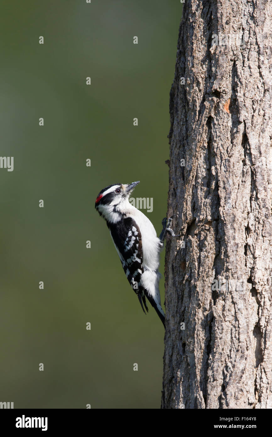 Picoides Pubescens High Resolution Stock Photography and Images - Alamy