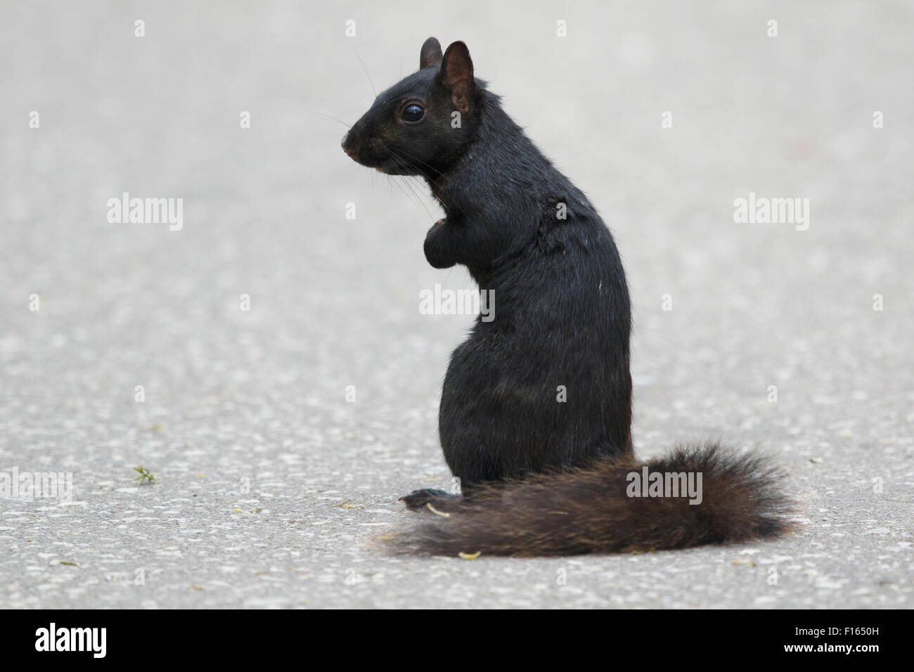 Black squirrels hi-res stock photography and images - Alamy