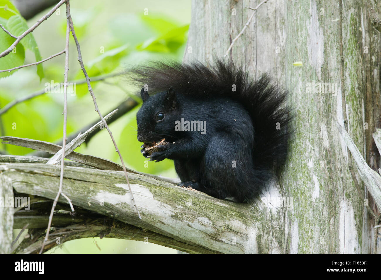 Black squirrels hi-res stock photography and images - Alamy