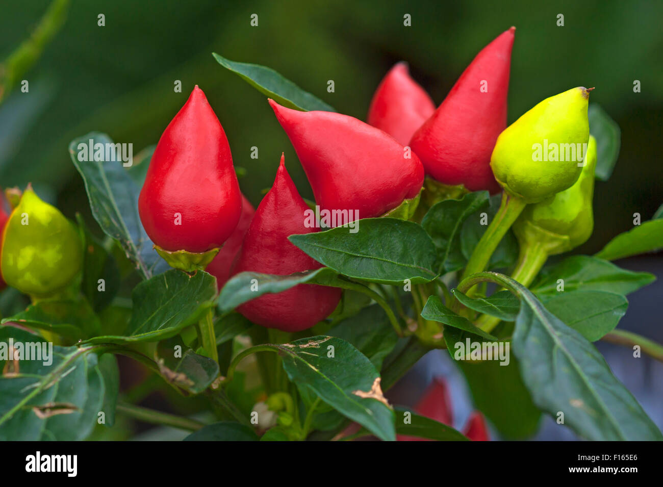 Bell pepper or capsicum capsicum sp hi-res stock photography and images ...
