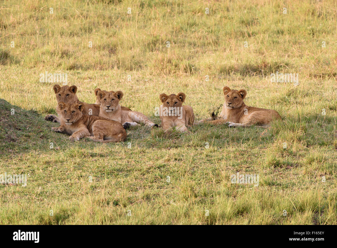 Lion group hi-res stock photography and images - Alamy