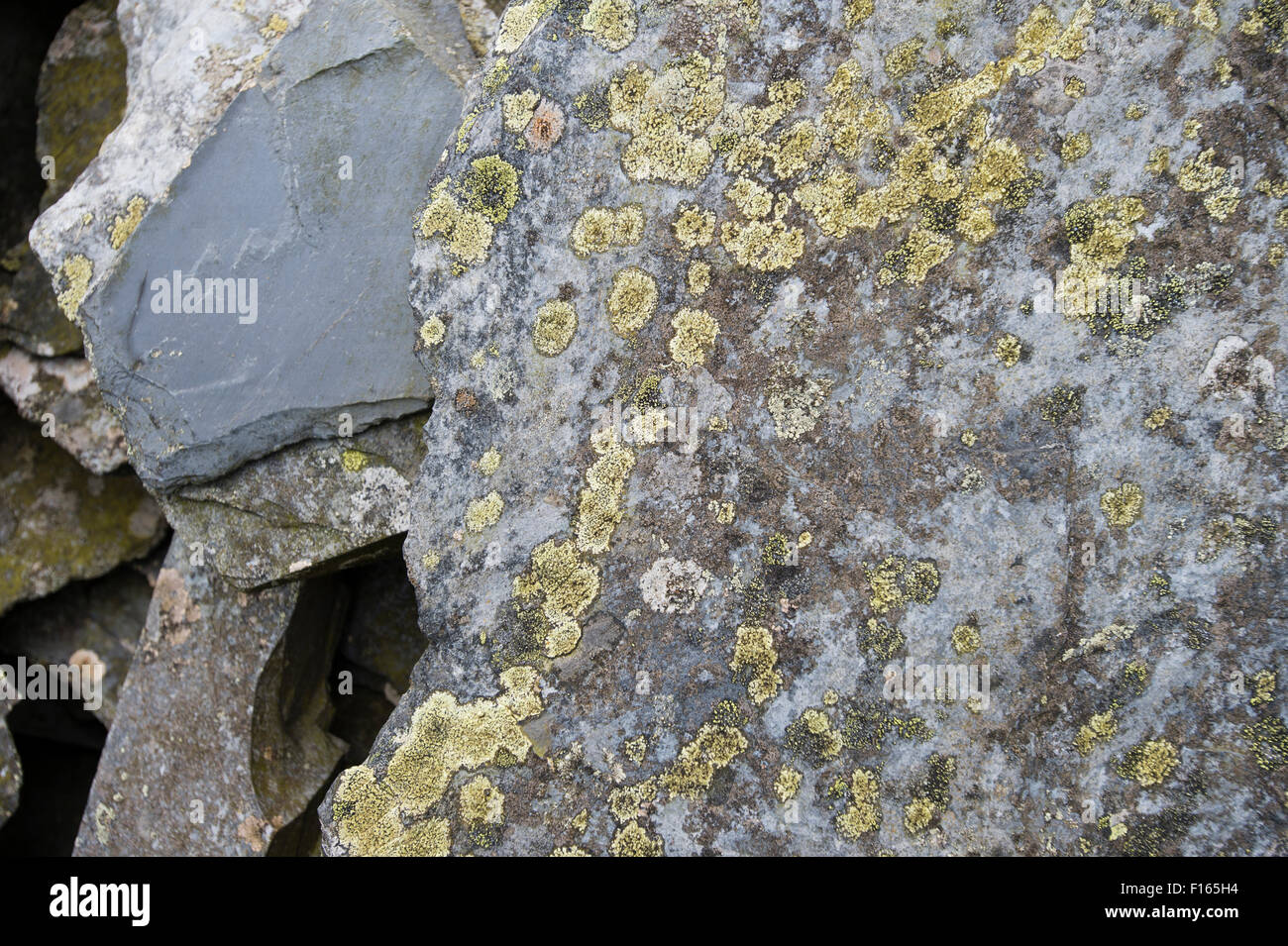 Lichens growing on waste stone at the Ynys y Pandy Disused Slate Mill ...