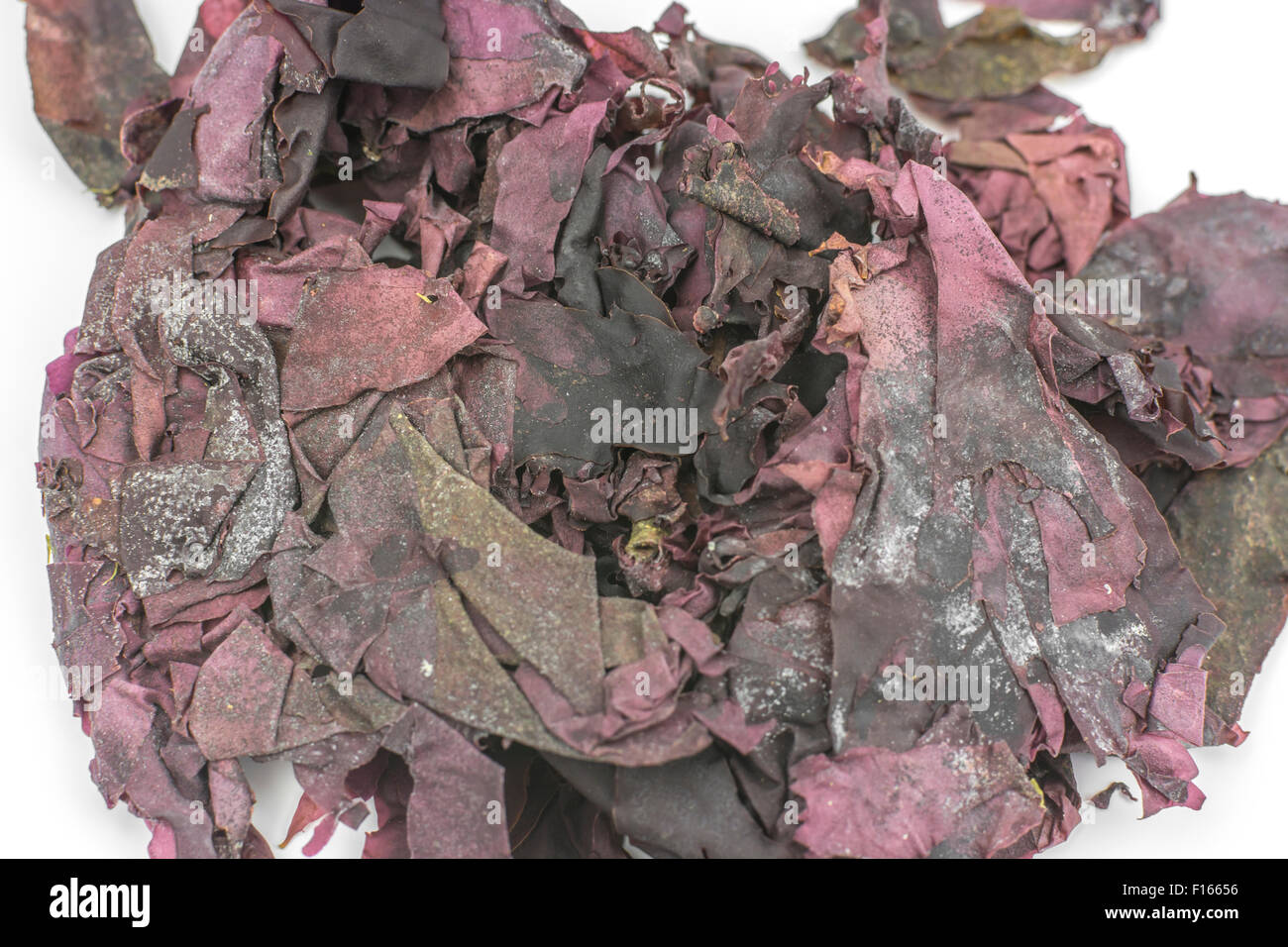 Dulse (Palmaria palmata), and edible seaweed. Seen here in its dried ...