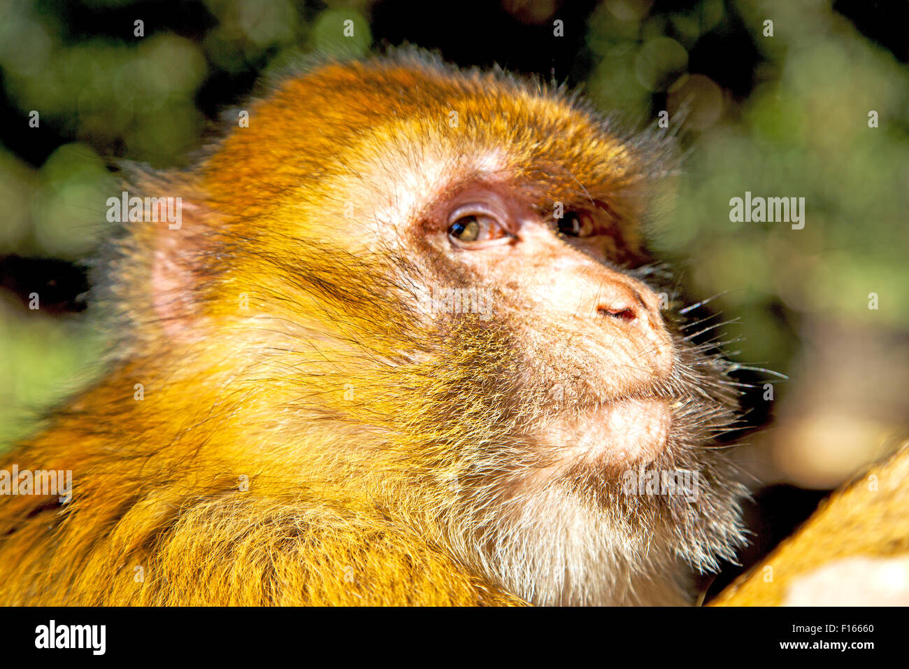 old monkey in africa morocco and natural background fauna close up ...