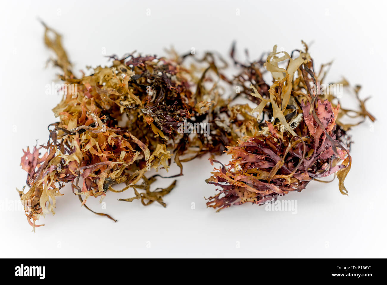 The seaweed Irish Moss / Carragheen (Chondrus crispus). Seen here in ...
