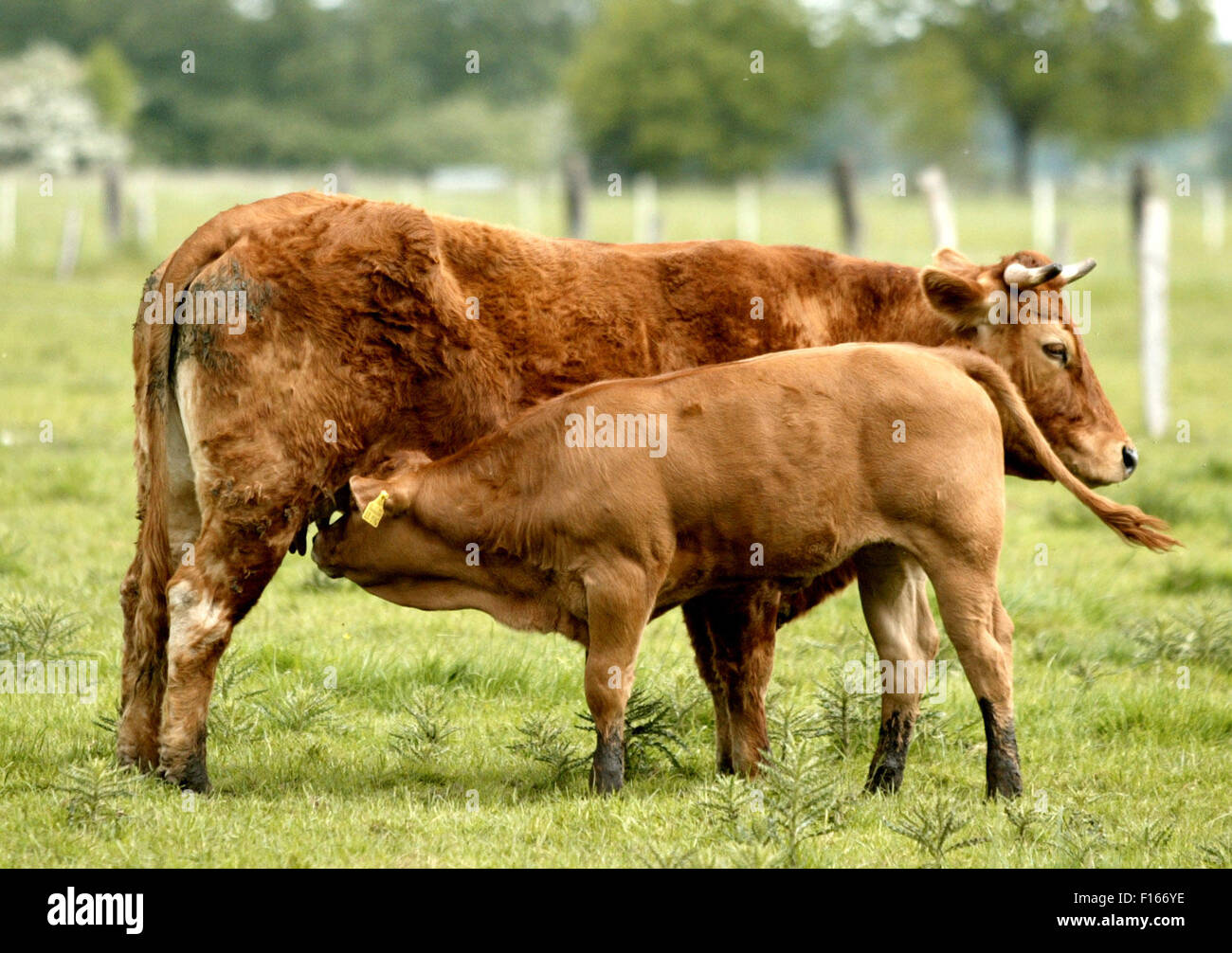 Calf with mother Stock Photo - Alamy