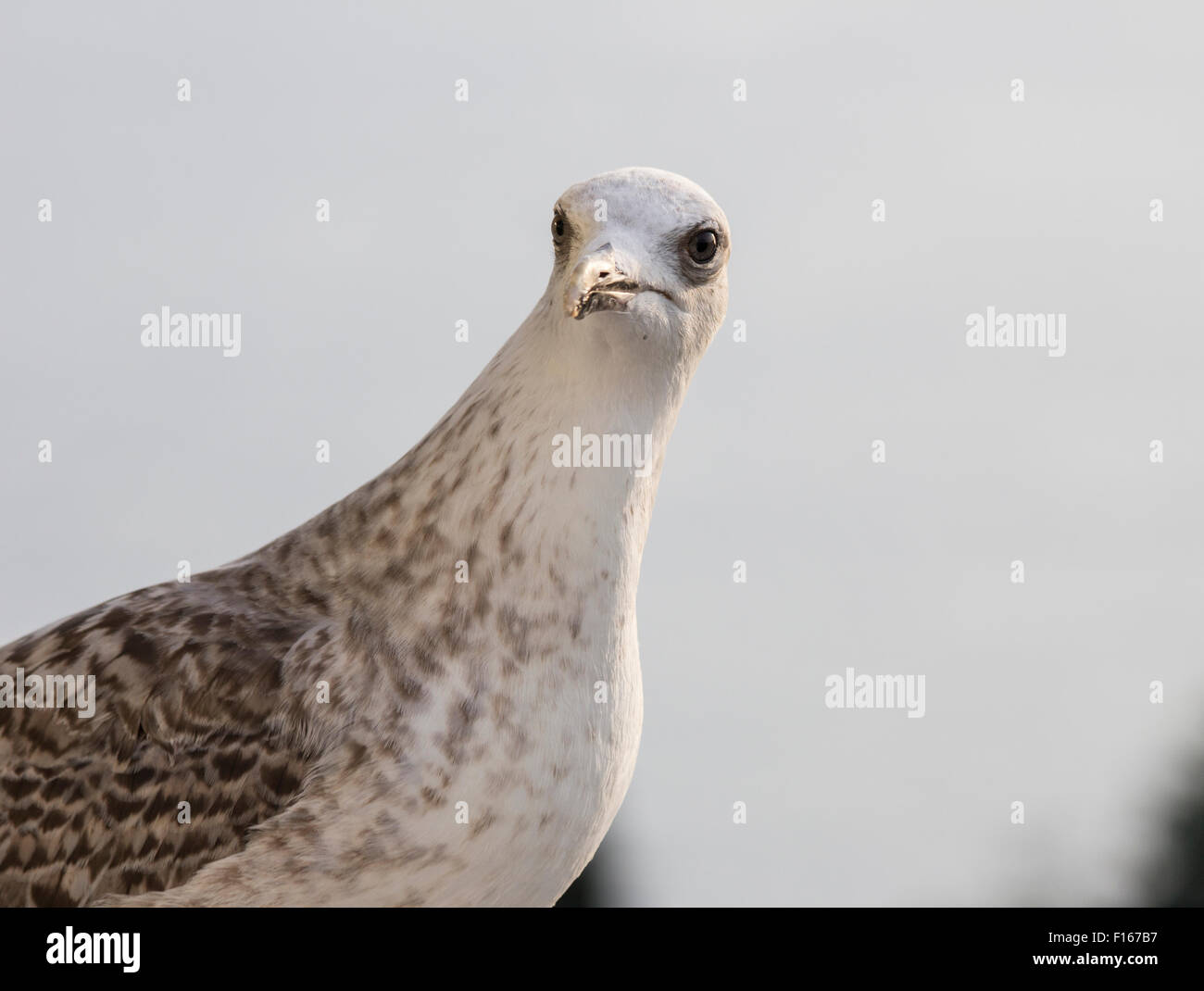 seagull looking at the camera Stock Photo - Alamy