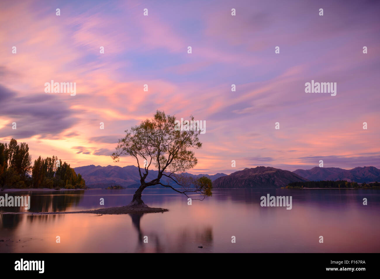 Lone tree on Lake Wanaka at sunset Stock Photo - Alamy